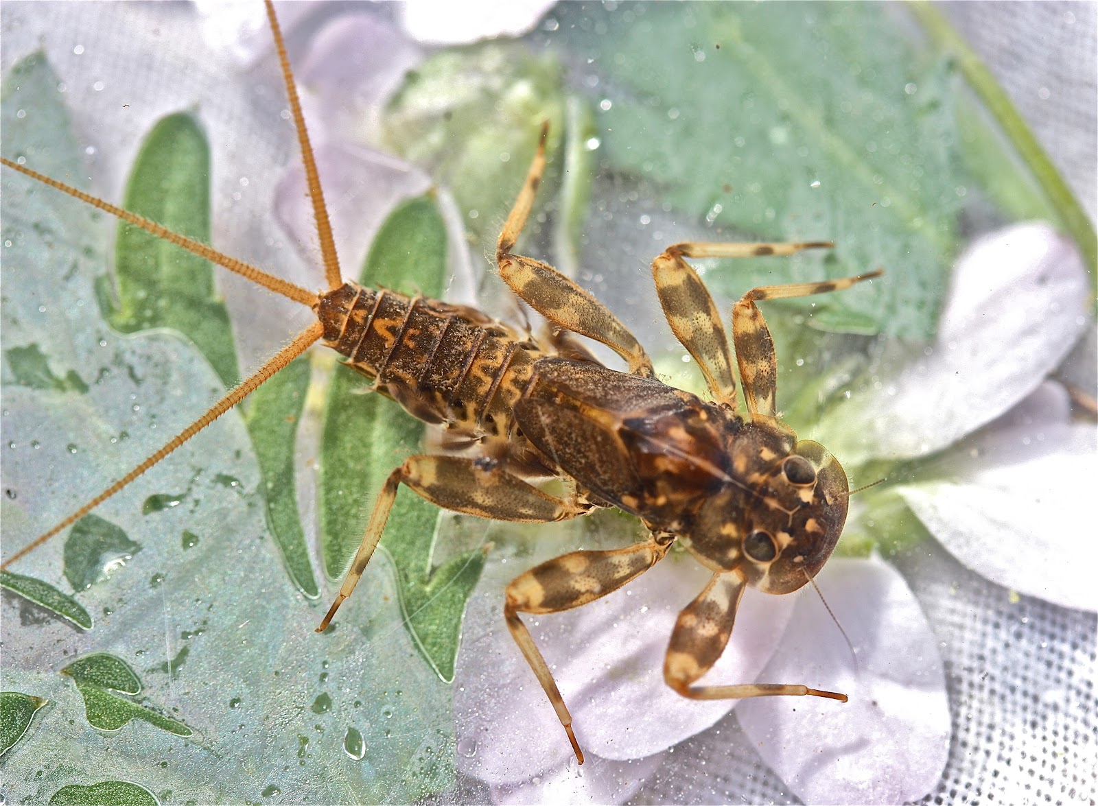 Aquatic Insects of Central Virginia: The Common Netspinner "Diplectrona ...