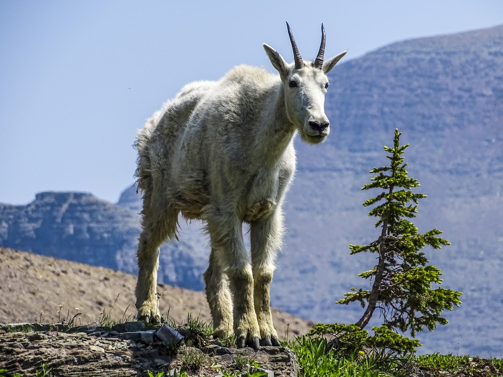 Walking Arizona: Rocky Mountain Goat