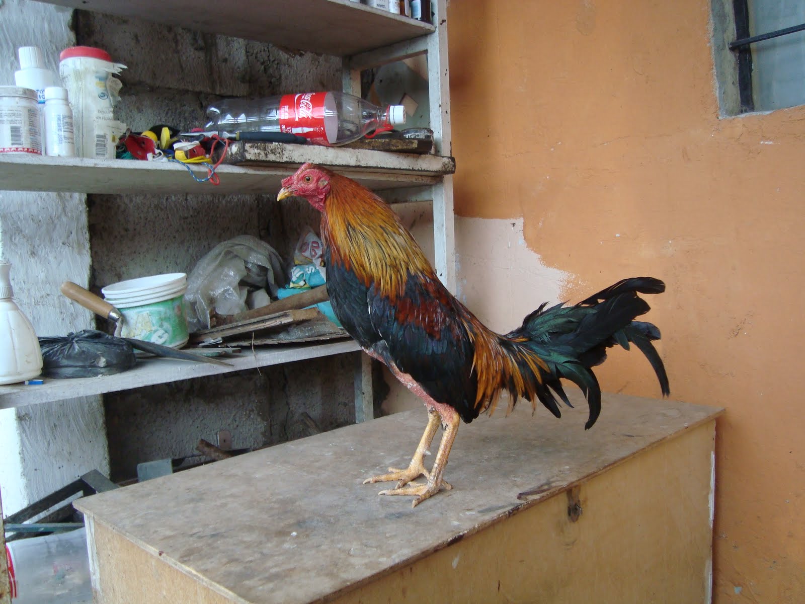 gallos: mayo 2011