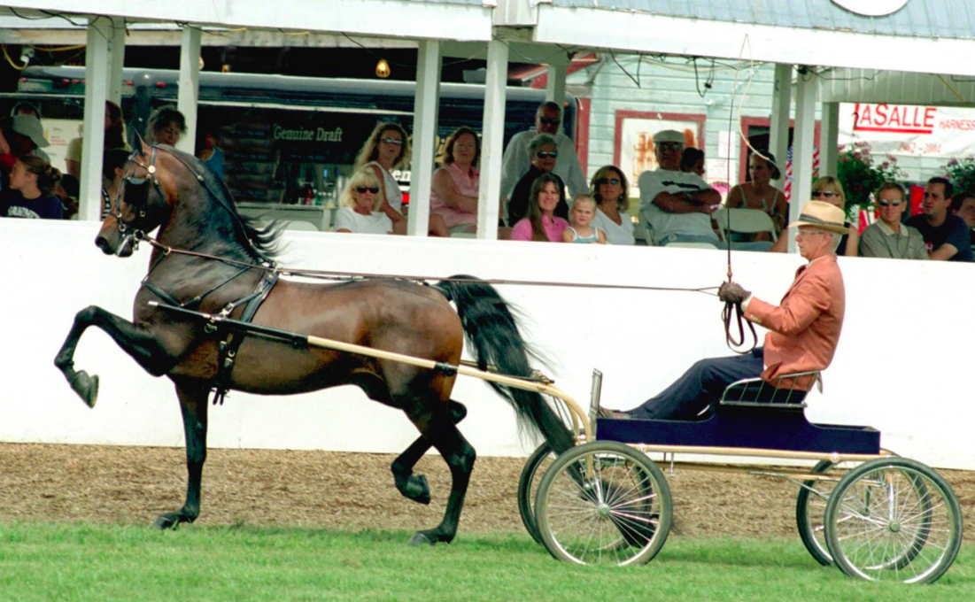 Can You Spot the Morgan Horses?