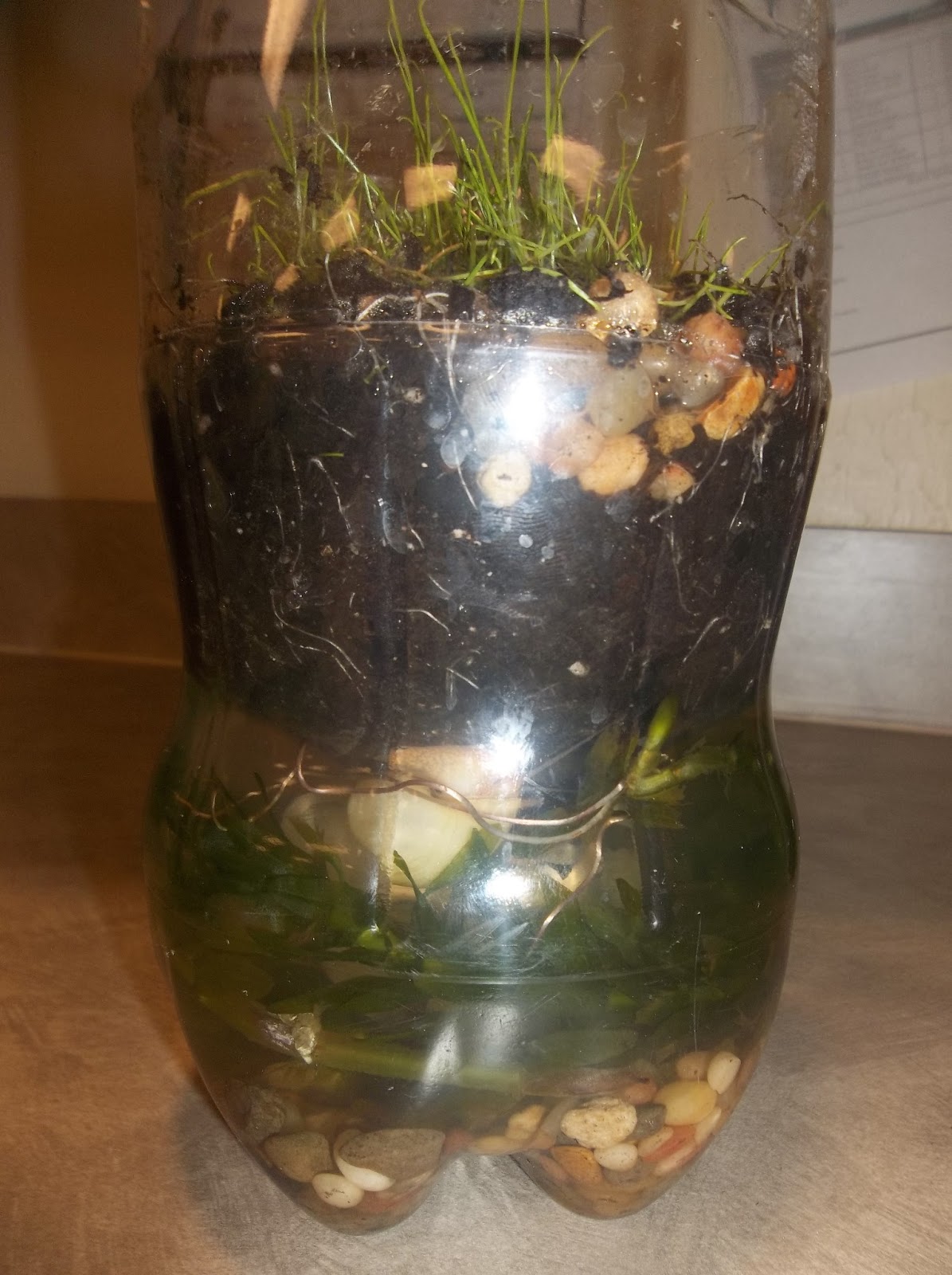 Mrs. Wood's Kindergarten Class: Ecosystem in a Bottle