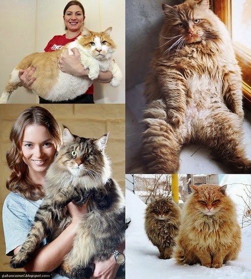 Pelik, Kucing Ini Memiliki Tubuh Badan Yang Terberat Sekali di Dunia ...