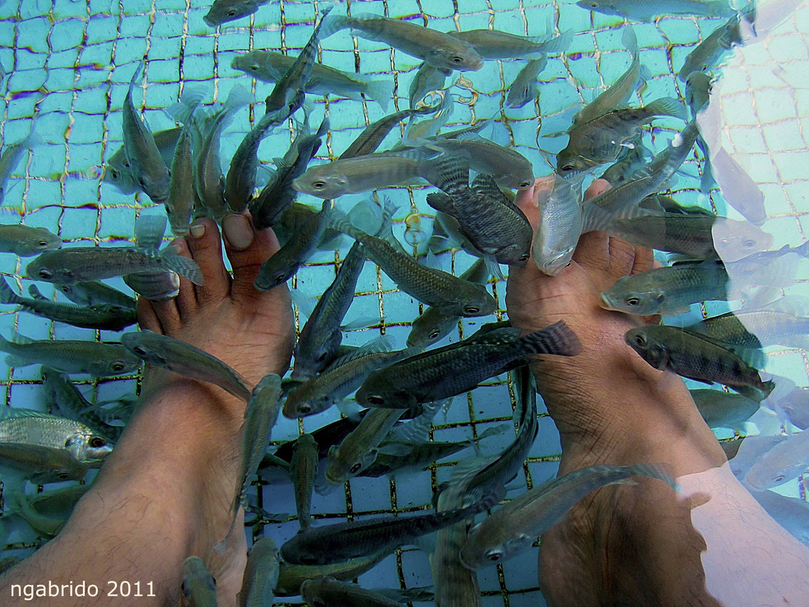 Photo Blog: Doctor Fish