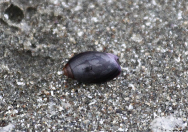The Natural History of Bodega Head: Smooth and polished