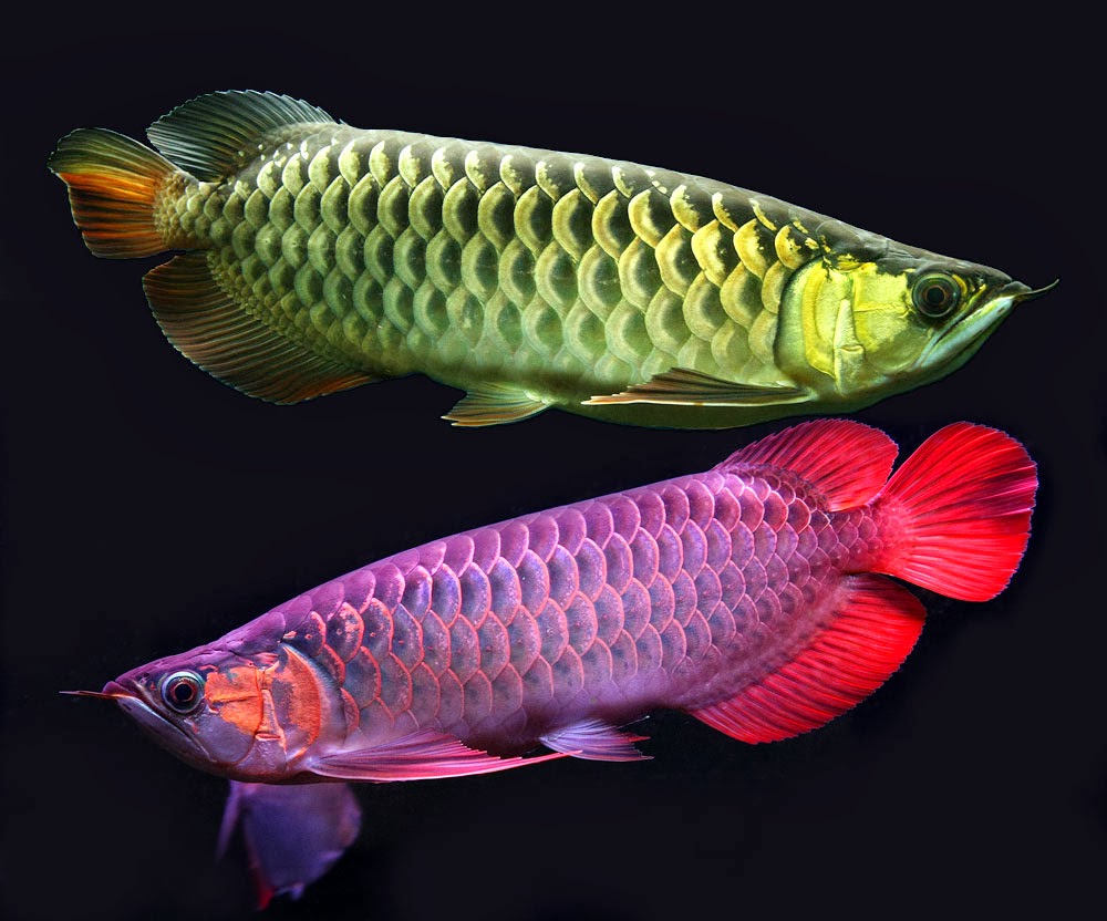 Arowana Fish - Fishes World - HD Images & Free Photos