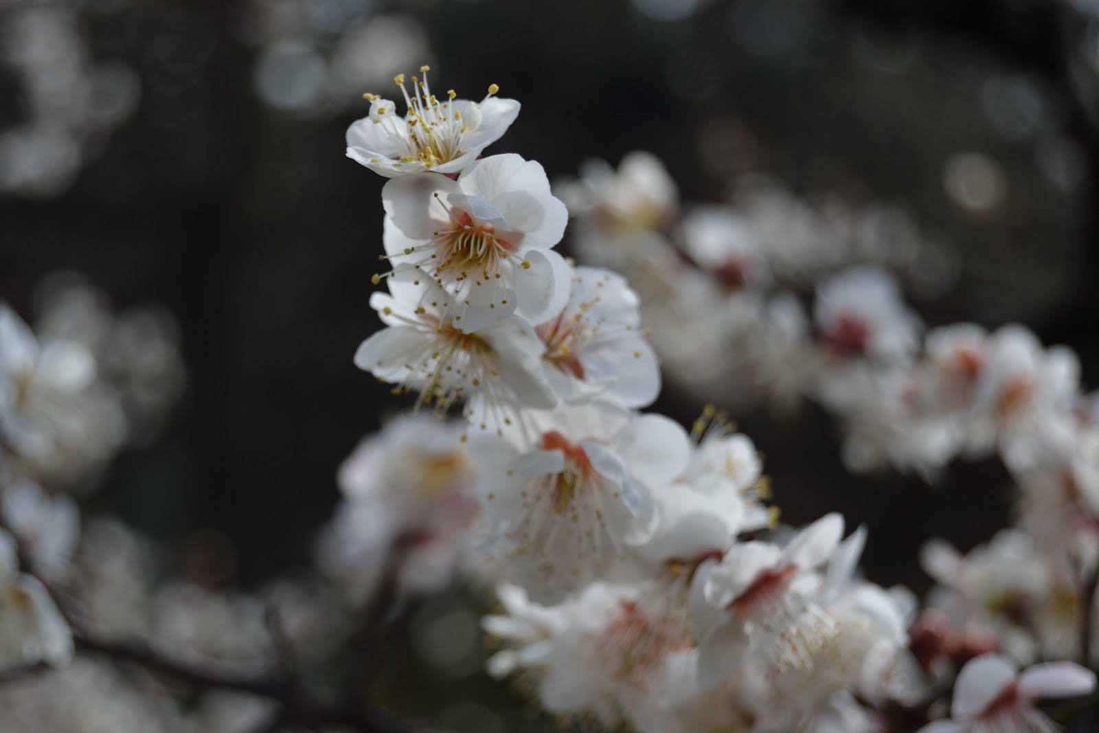 The Travel Book: Sakura