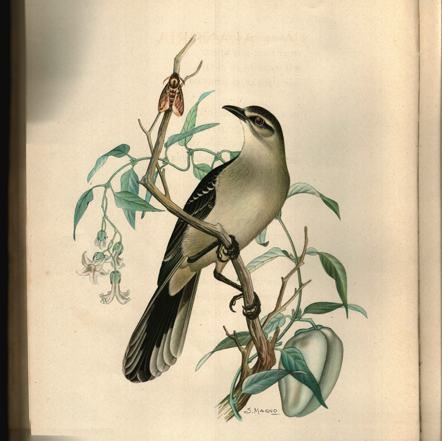 PÁJAROS ARGENTINOS: LA CALANDRIA.