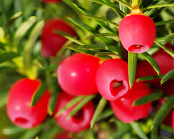 elarbolmiamigo-encinarosa: Taxus baccata / Tejo común / Tejo / Tejón / Taxo
