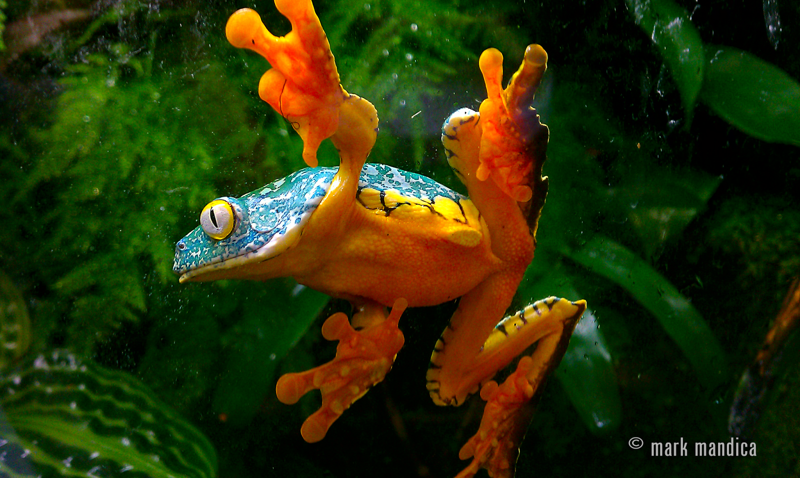 Species Highlight: Captive Breeding of Fringed Leaf Frogs