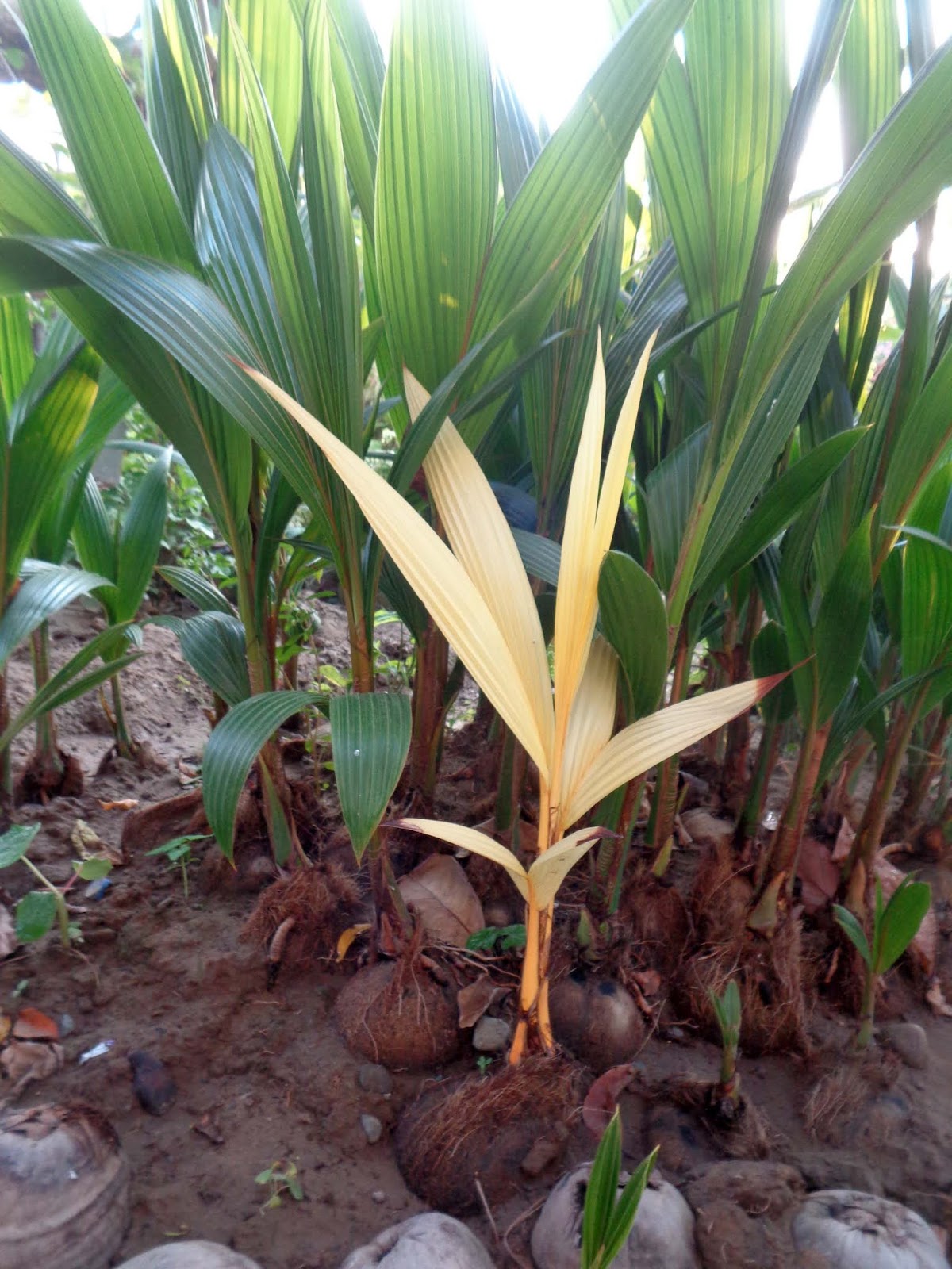 Living with Nature - School on Blog by Dr. Abercio V. Rotor: "Albiflora ...