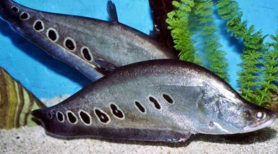 Materi Tertayang Penyuluhan Perikanan: IKAN PIPIH