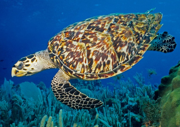 KSPL "Chelonia": Siklus Hidup Penyu