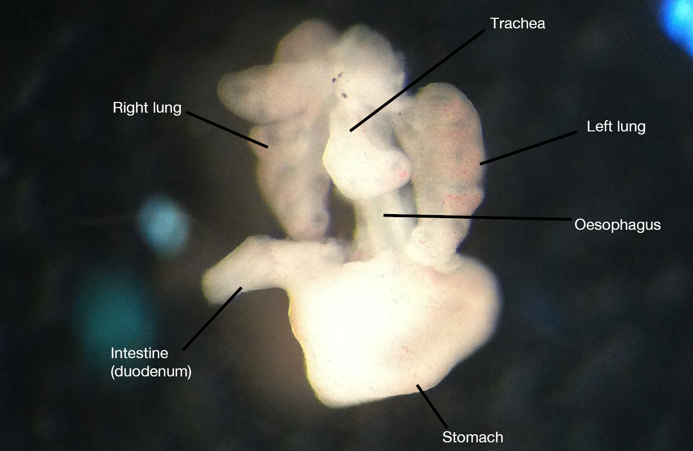 Mouse Embryo Diagram