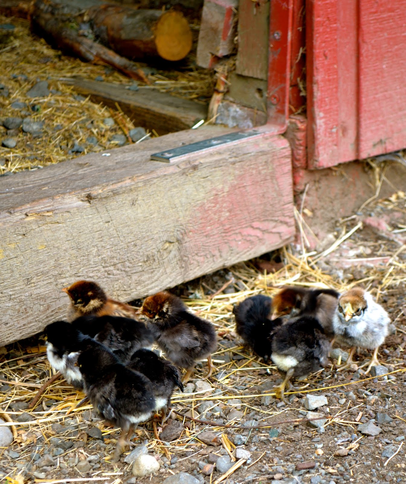 Good Gifts Farm: More Chickens, Fewer Roosters, and a Freezer-Full of ...