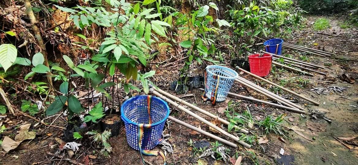 CSR Tree Planting Activity At FRIM In Conjunction With The 62nd ISI WSC ...