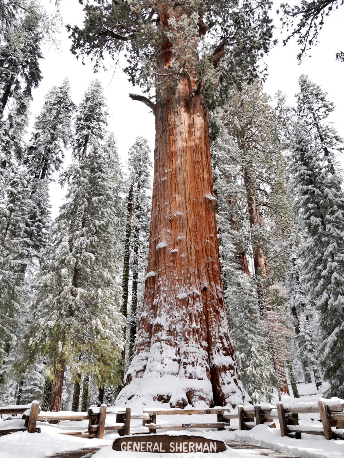American Travel Journal: General Sherman Tree - Sequoia National Park