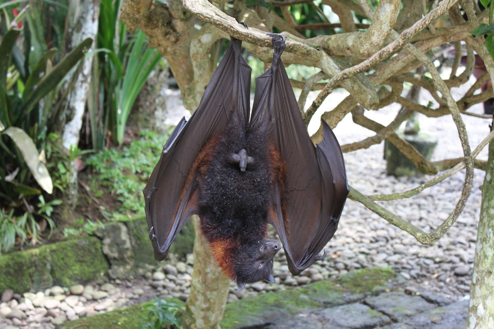 Vancouver Banshee: Indonesia -- Day 12 Bats on Bali