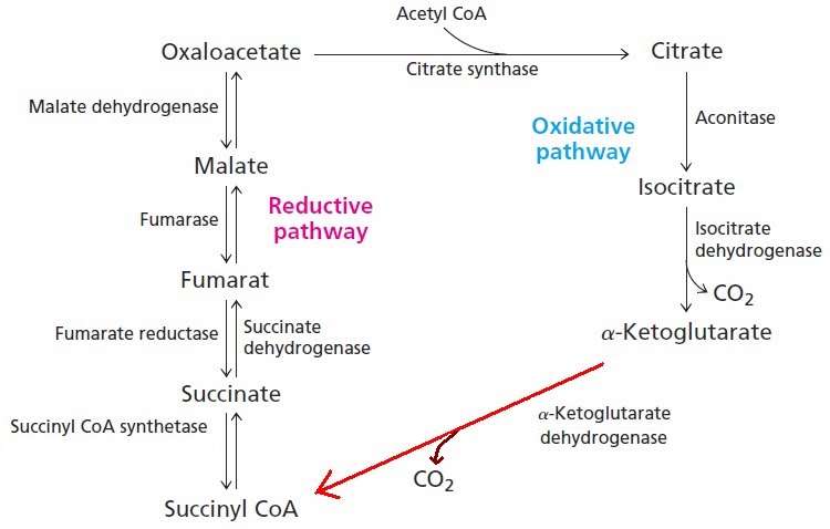 Sandwalk: A Torley Defense of Irreducible Complexity