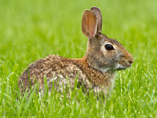 The Ohio Nature Blog: Eastern Cottontail Rabbit