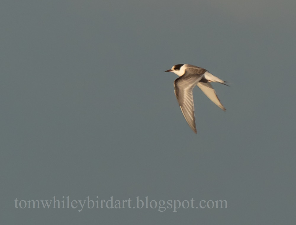 TropicBirdArt Blog from Holt: 20211102 Common Tern & Caspian Gull RSPB ...