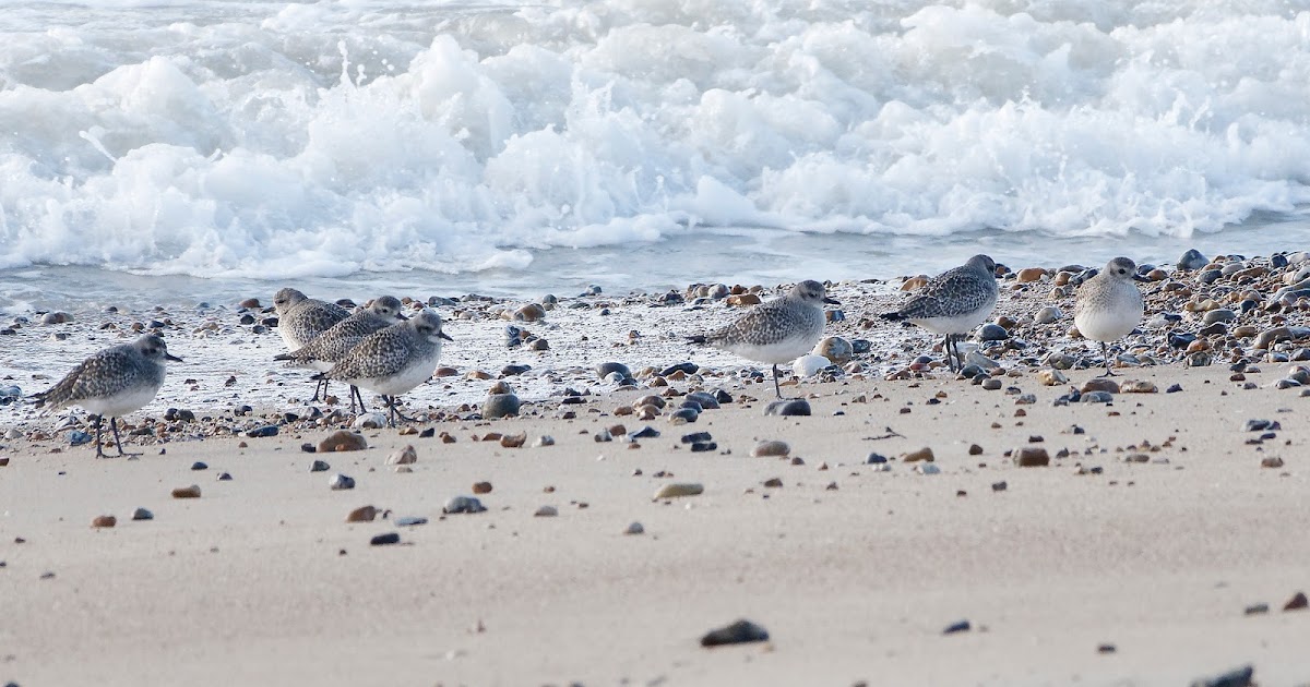 The Birds of Climping Gap & Lower Arun Valley