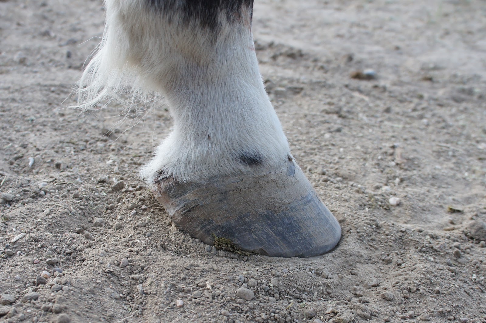 Life After Stringhalt: THE "BEFORE" PICTURES