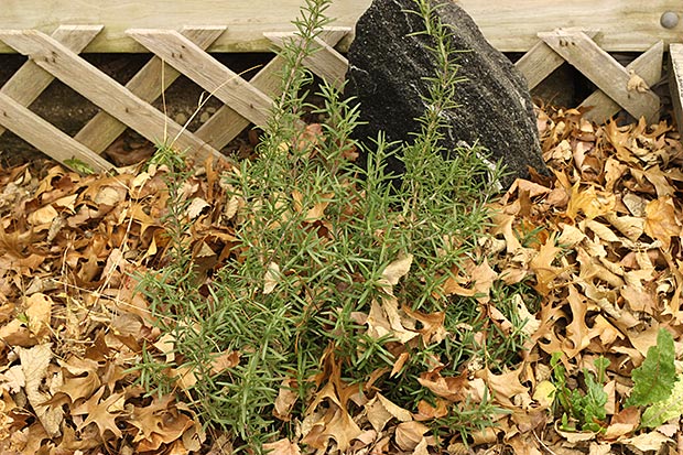Around Our Southern Home and Garden: Planting Herb Seeds in the Fall