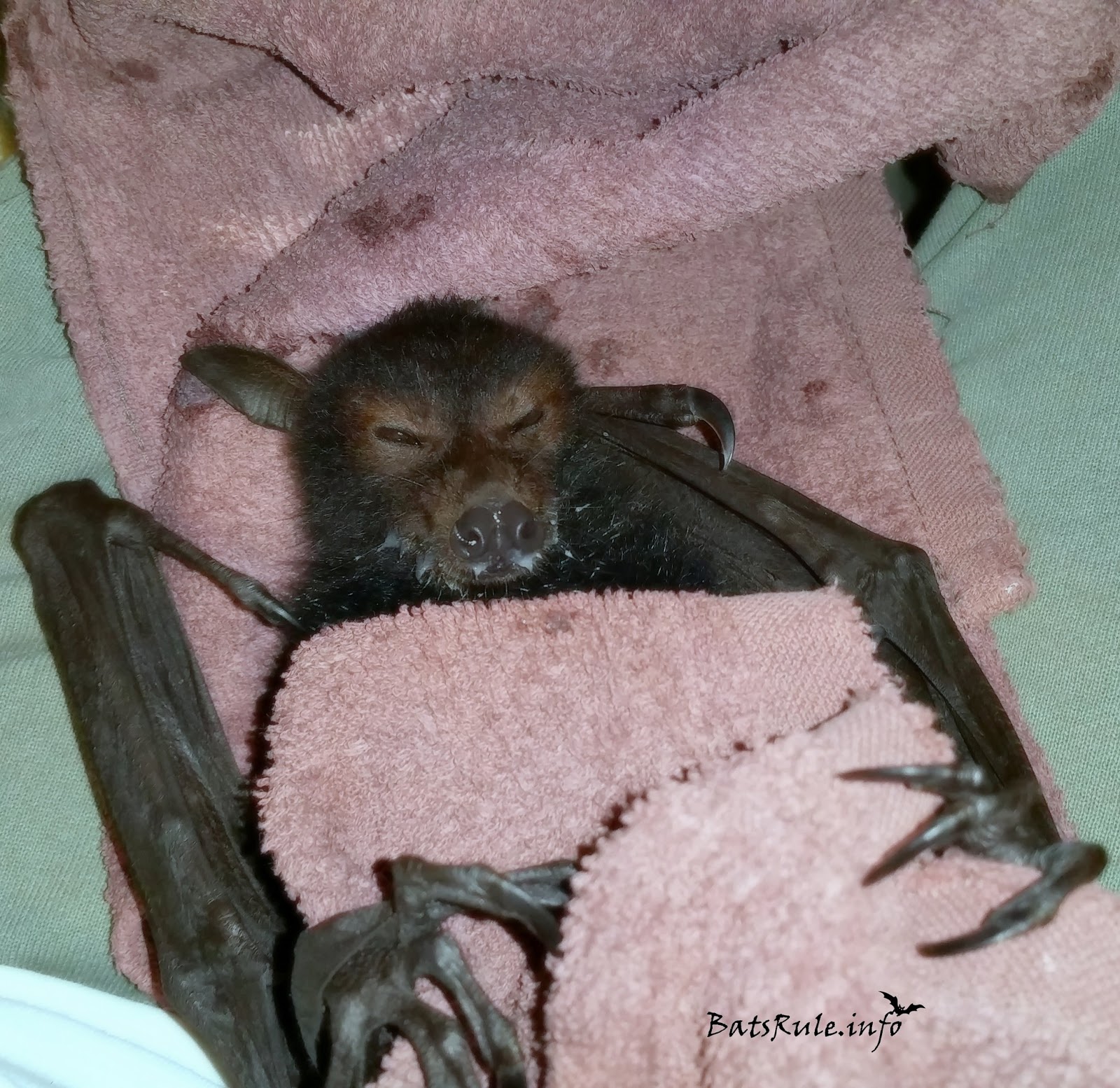 RESCUE MEGABAT BLACK FEMALE BABY 09/03/2015