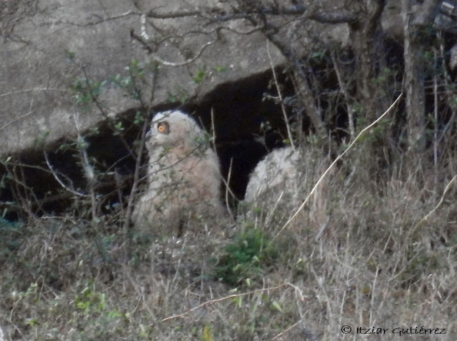 Surcando los Cielos: Búhos Reales, reproducción