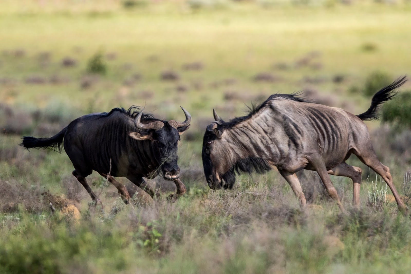 Rubén Cebrián - Fotografía de naturaleza