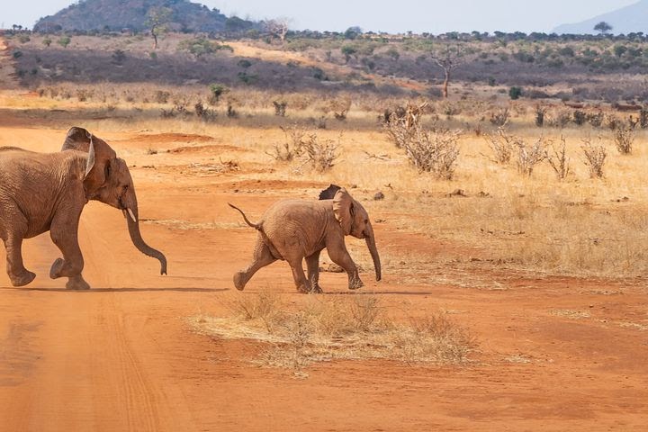 Elephant Information In English Elephant Fact Animal Facts elephant-information-in-english-elephant-fact-animal-facts