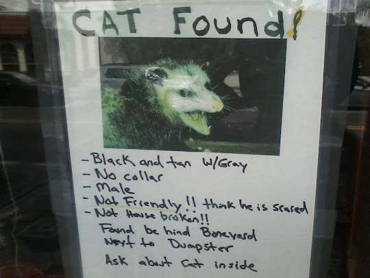Report from the Florida Zone: Cat Found!