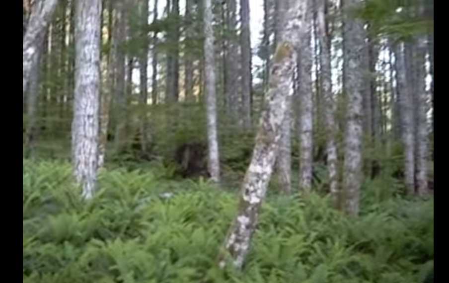 RMSO Bigfoot: Cascade Bigfoot Vocalizing Foothills Oregon