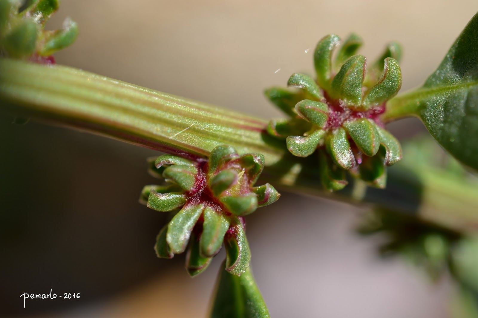 Plantas de Murcia: BETA MARITIMA (Acelga del campo), EXTENDIDA POR LA ...