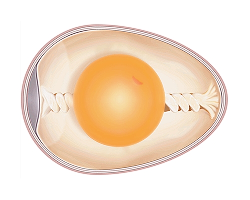 habilis: La reproduction de la poule.