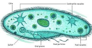 Protista Mirip Hewan 1 : Rhizopoda dan Ciliata | Belajar Sains