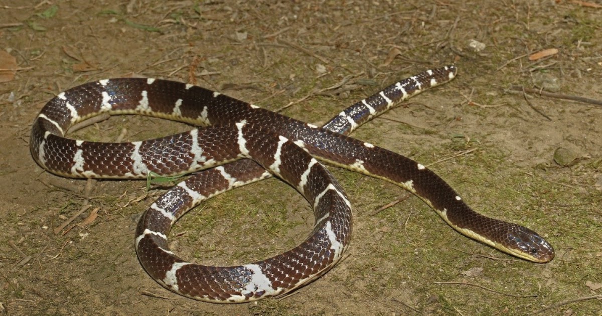 Species New to Science: [Herpetology • 2021] Bungarus suzhenae ...