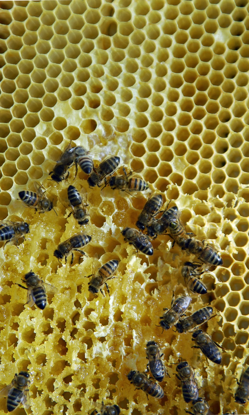 Beekeeping for Beginners – Components of a Beehive | Paris Farmers Union