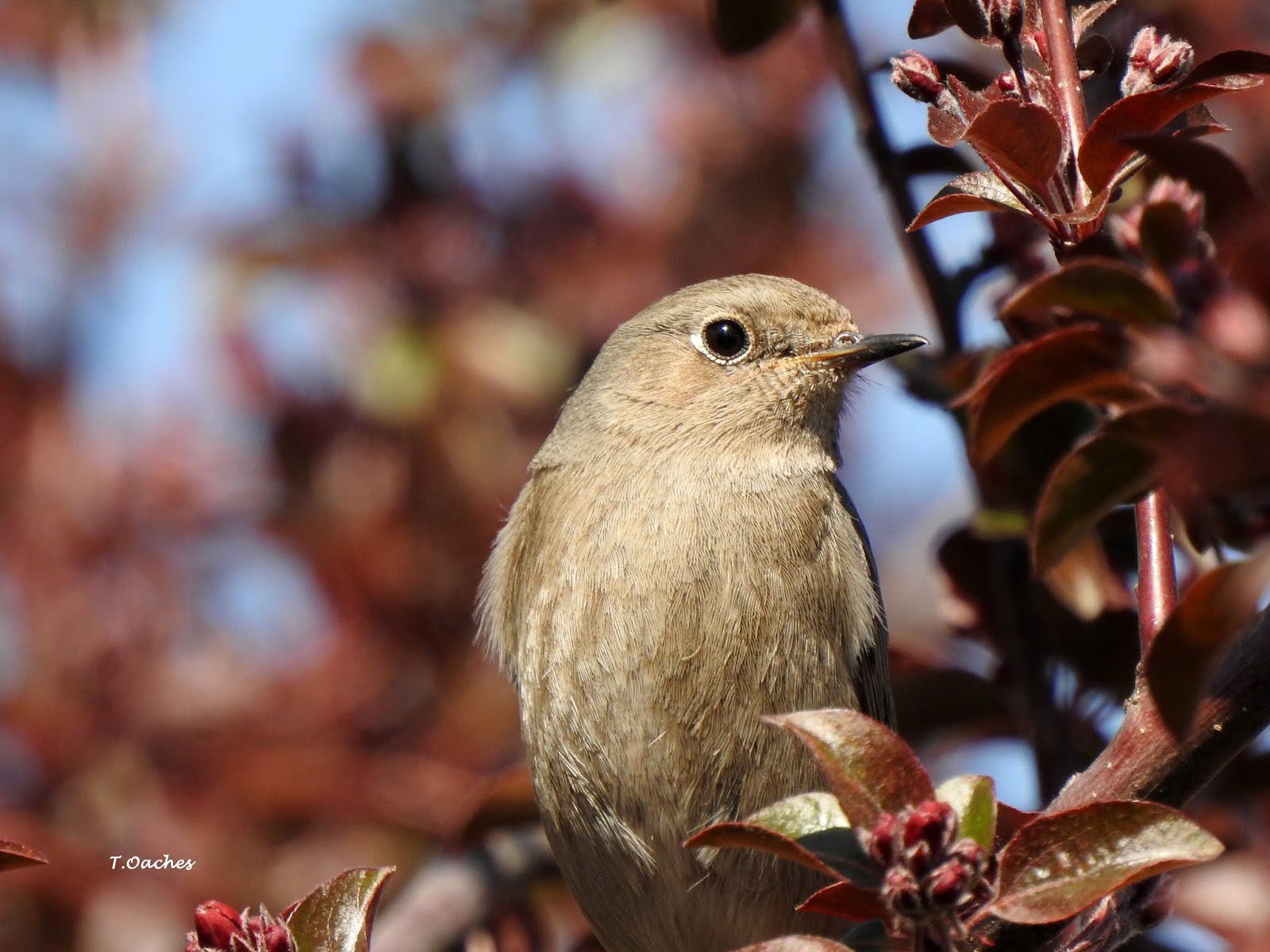 PASARI DIN ROMANIA: CODROS DE MUNTE (1), Phoenicurus ochruros