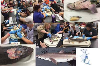 Virginia Tech Ichthyology Class : How to learn Ichthyology and make it ...