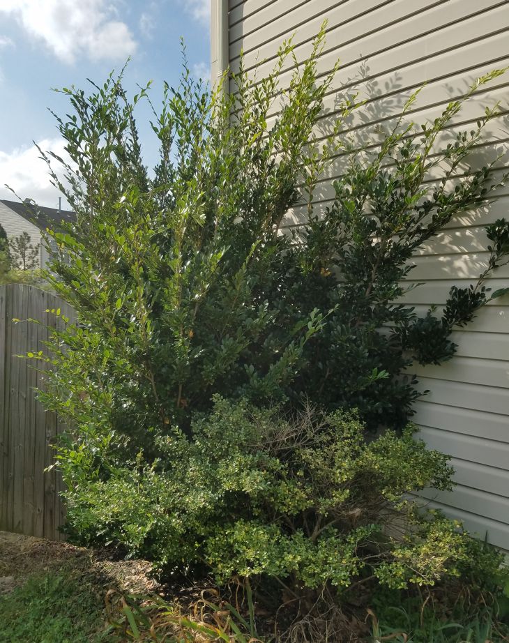 Future Plants by Randy Stewart: Isu Tree