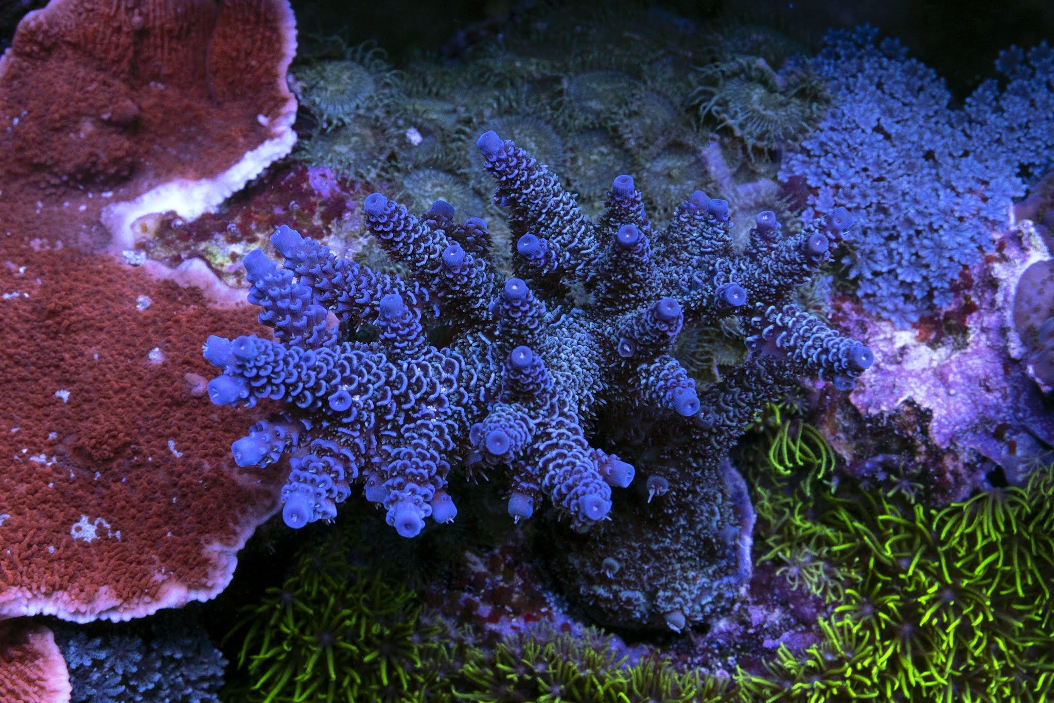 Ricky's Reef Corals