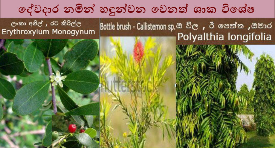 අපේ ඔසුපැල Medicinal Plants of Sri Lanka: දේවදාර [Dewadara] (Cedrus ...
