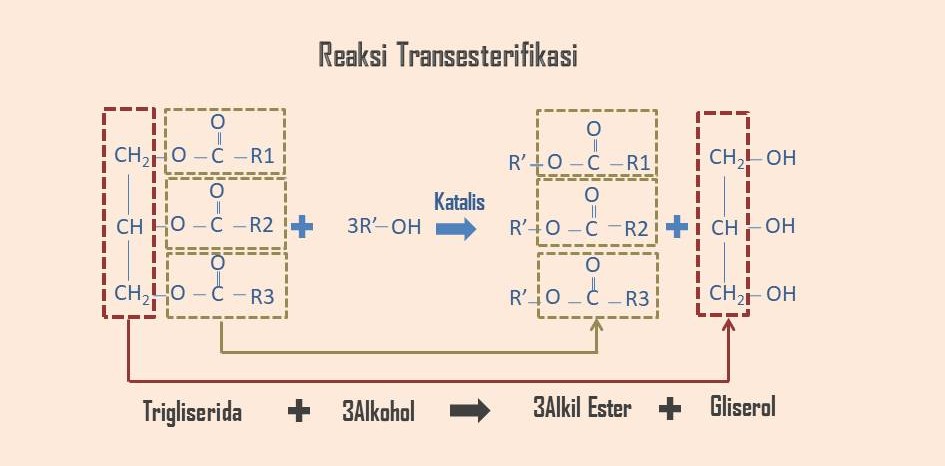 Perbedaan Esterifikasi dan Transesterifikasi dalam produksi biodiesel