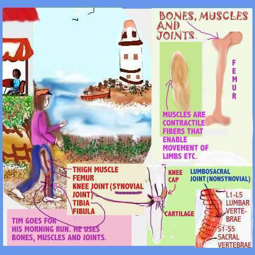 dear-nurses-bones-muscles-and-joints