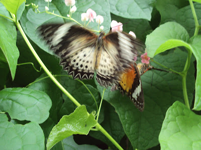 Atuk: PEMBIAKAN RAMA-RAMA