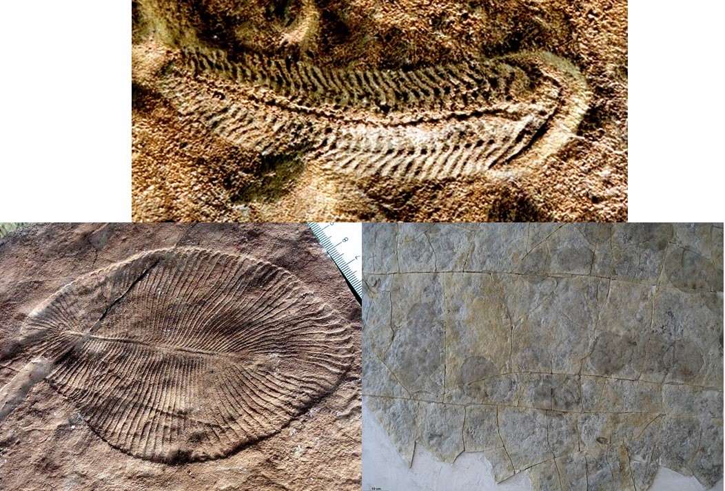 Manospondylus: March 2020