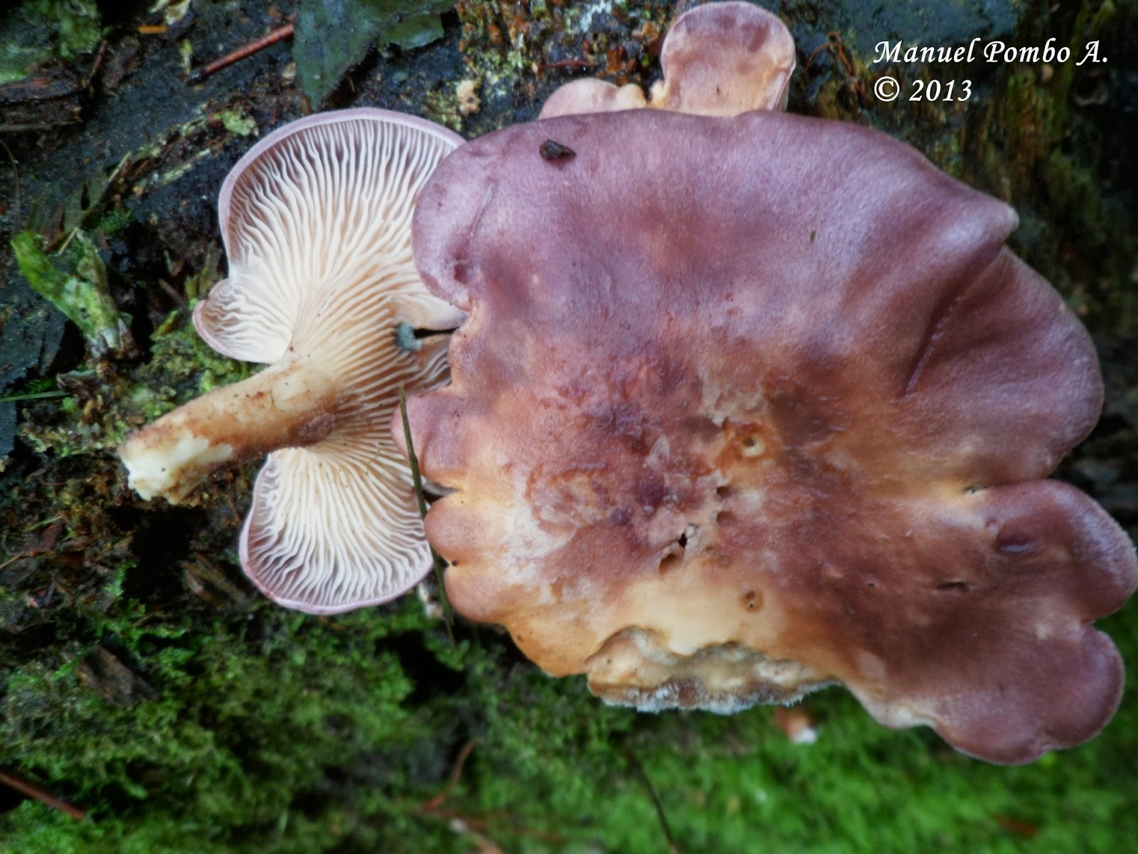 Un micólogo aficionado: Panus conchatus