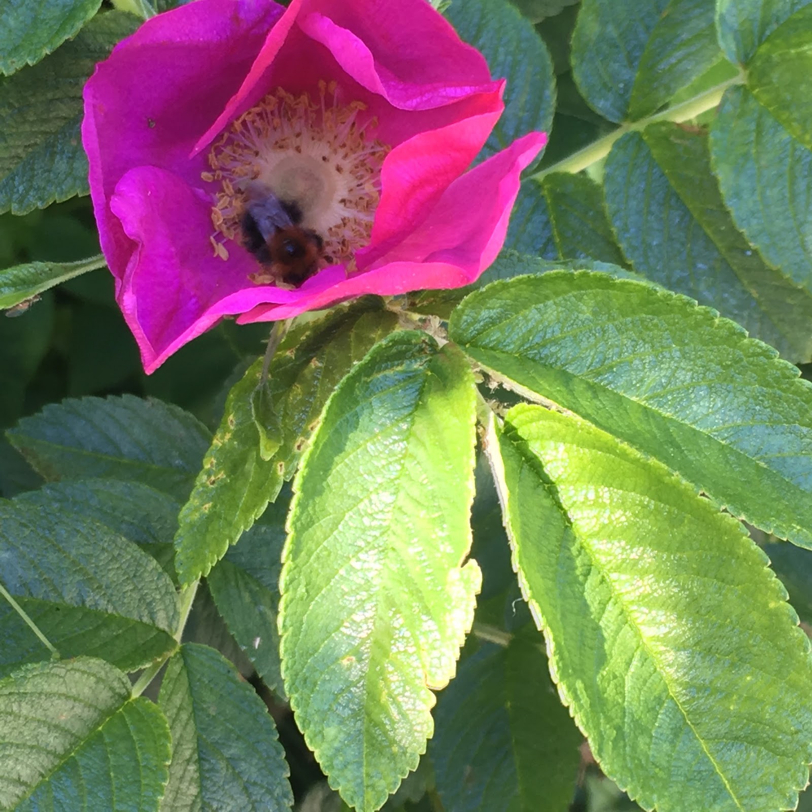 Oppskrift: DIY rosekrem