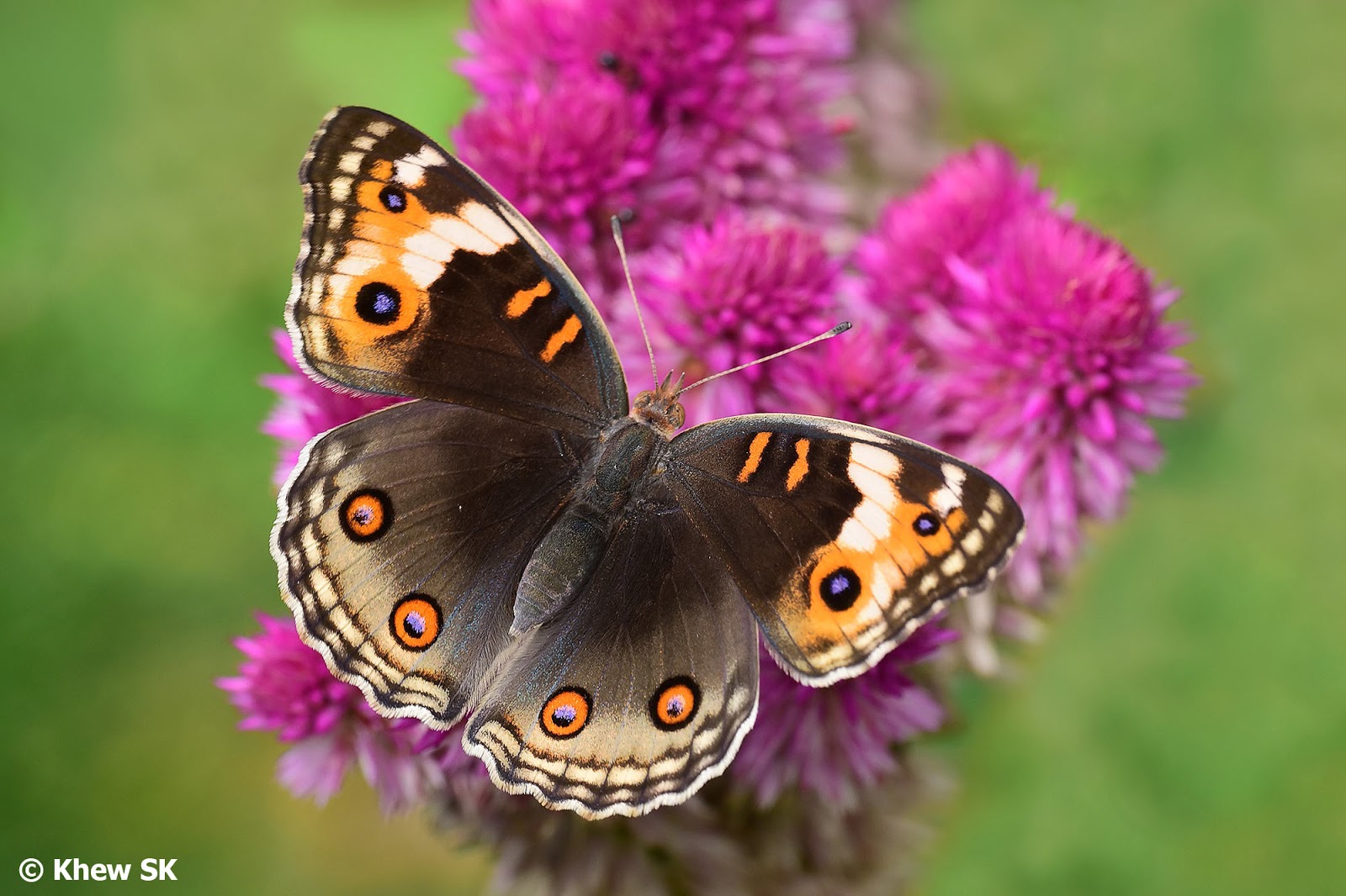 Butterflies of Singapore: Variation or Form?